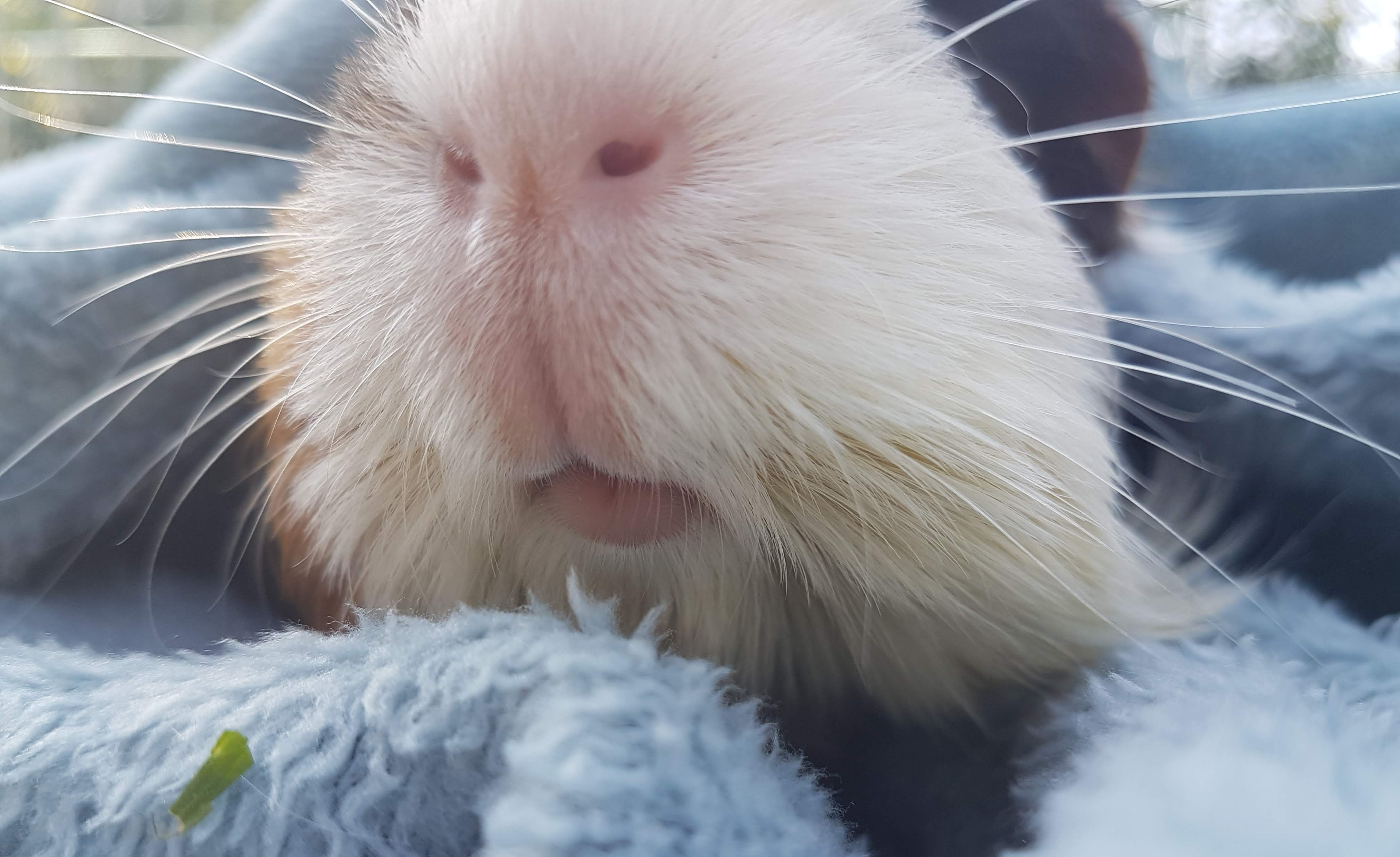 Guinea pigs and books and culture, oh my! – emily slaney